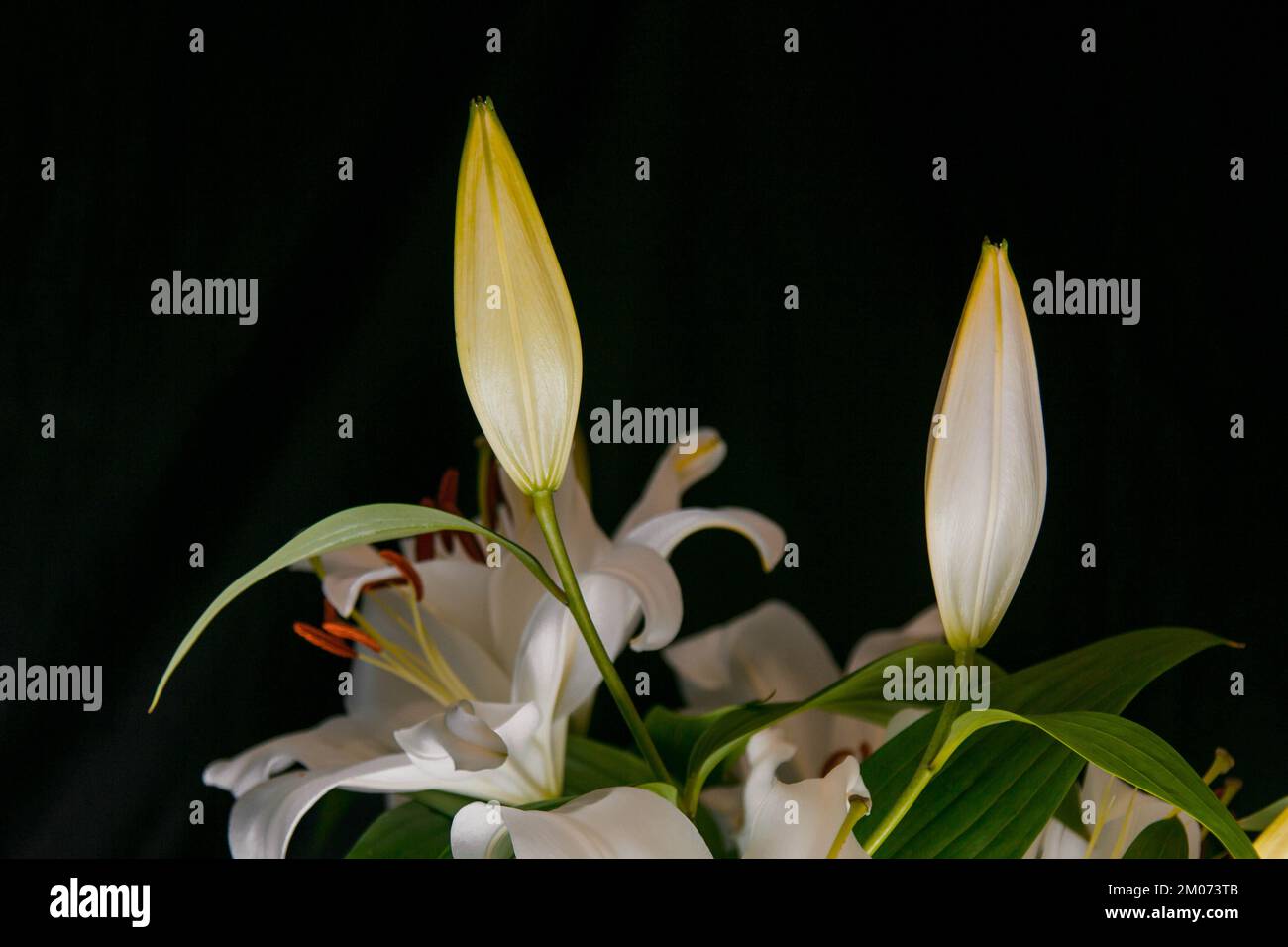 Lily branch close-up in the rays of light on a black background ...
