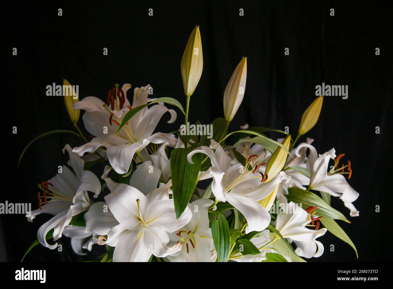 Lily branch close-up in the rays of light on a black background ...