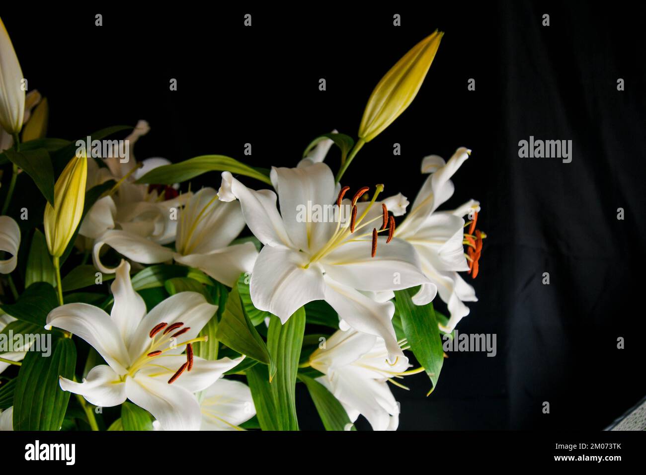 Lily branch in the rays of light on a black background. delicate, white ...