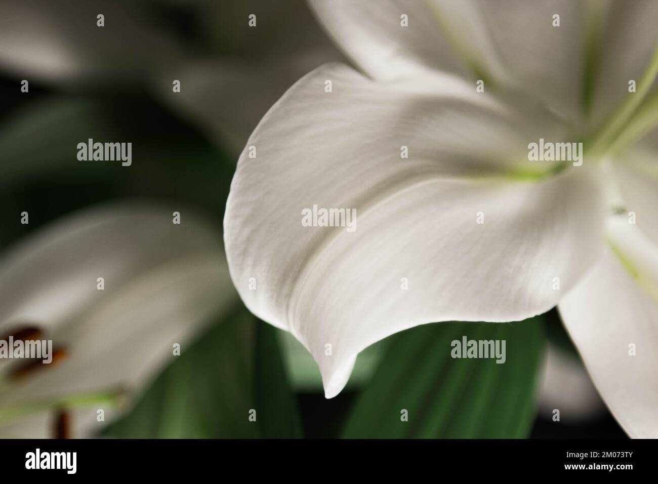 Atmospheric photos of flowers hi-res stock photography and images - Alamy