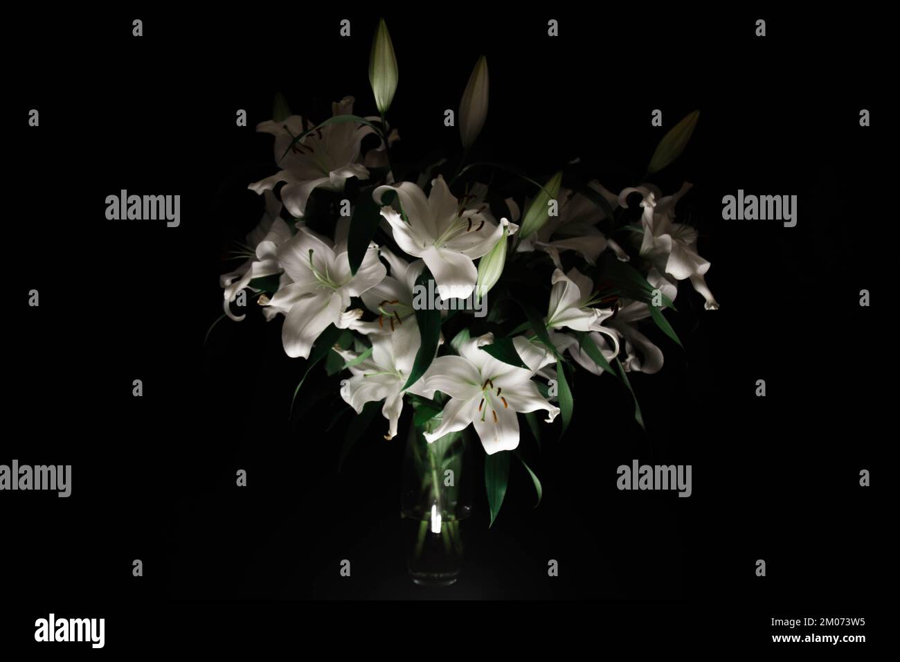 Lily branch in the rays of light on a black background. delicate, white ...