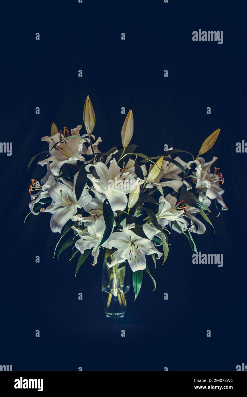 Lily branch in the rays of light on a black background. delicate, white ...