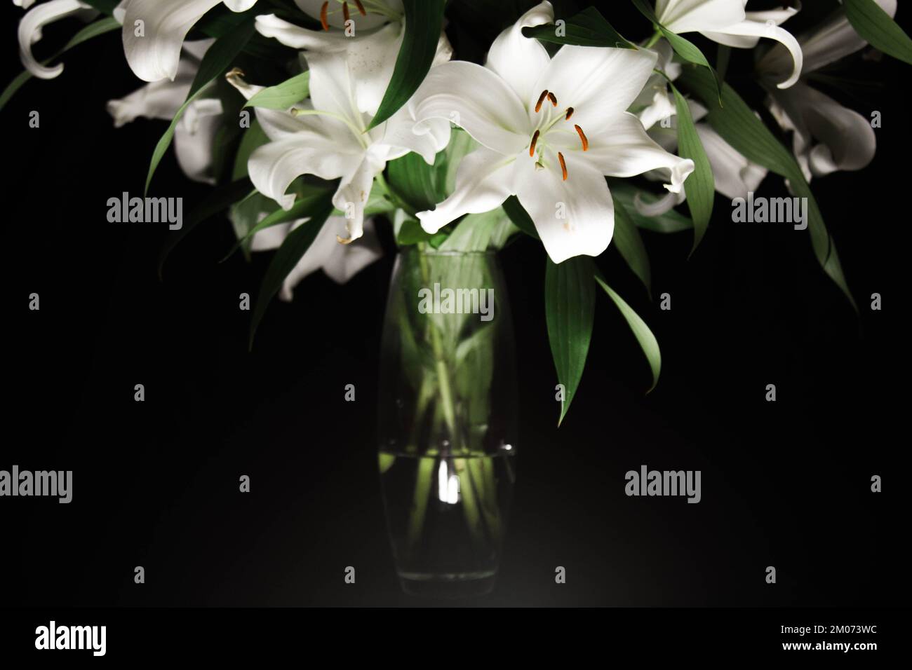 Lily branch in the rays of light on a black background. delicate, white ...