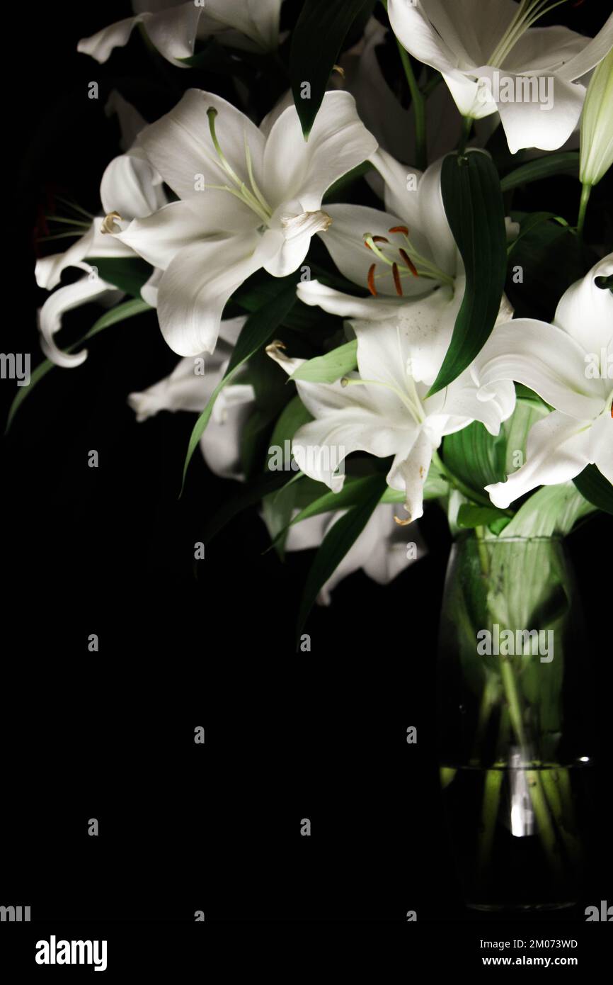 Lily branch in the rays of light on a black background. delicate, white ...