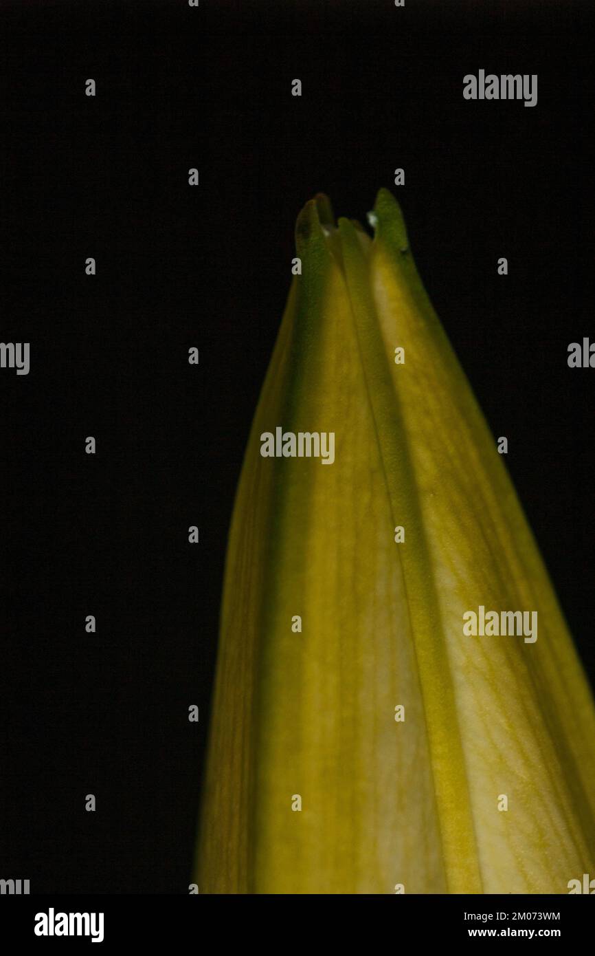 Lily branch close-up in the rays of light on a black background ...