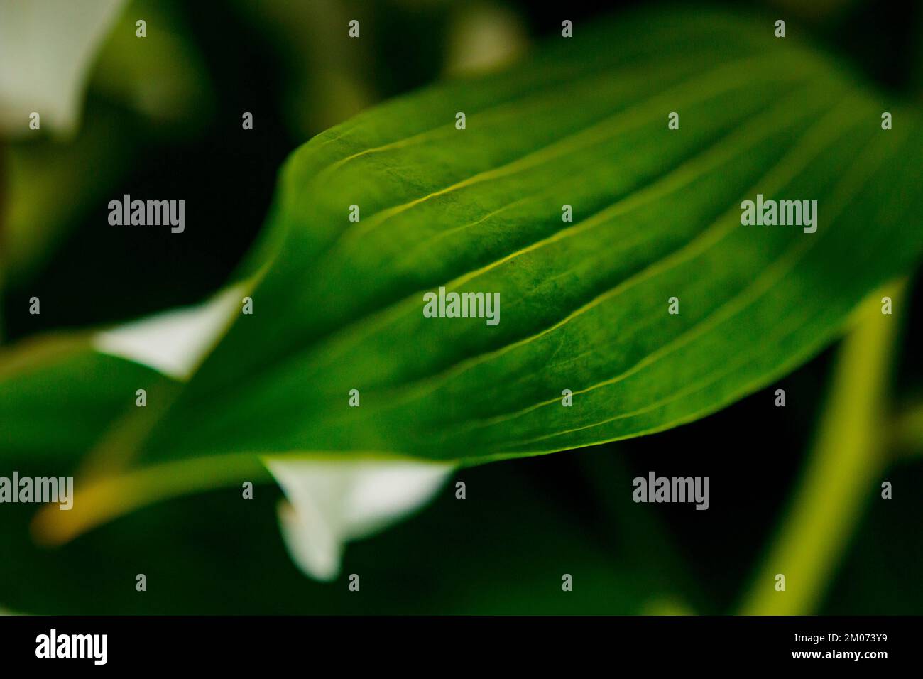 Lily branch close-up in the rays of light on a black background ...