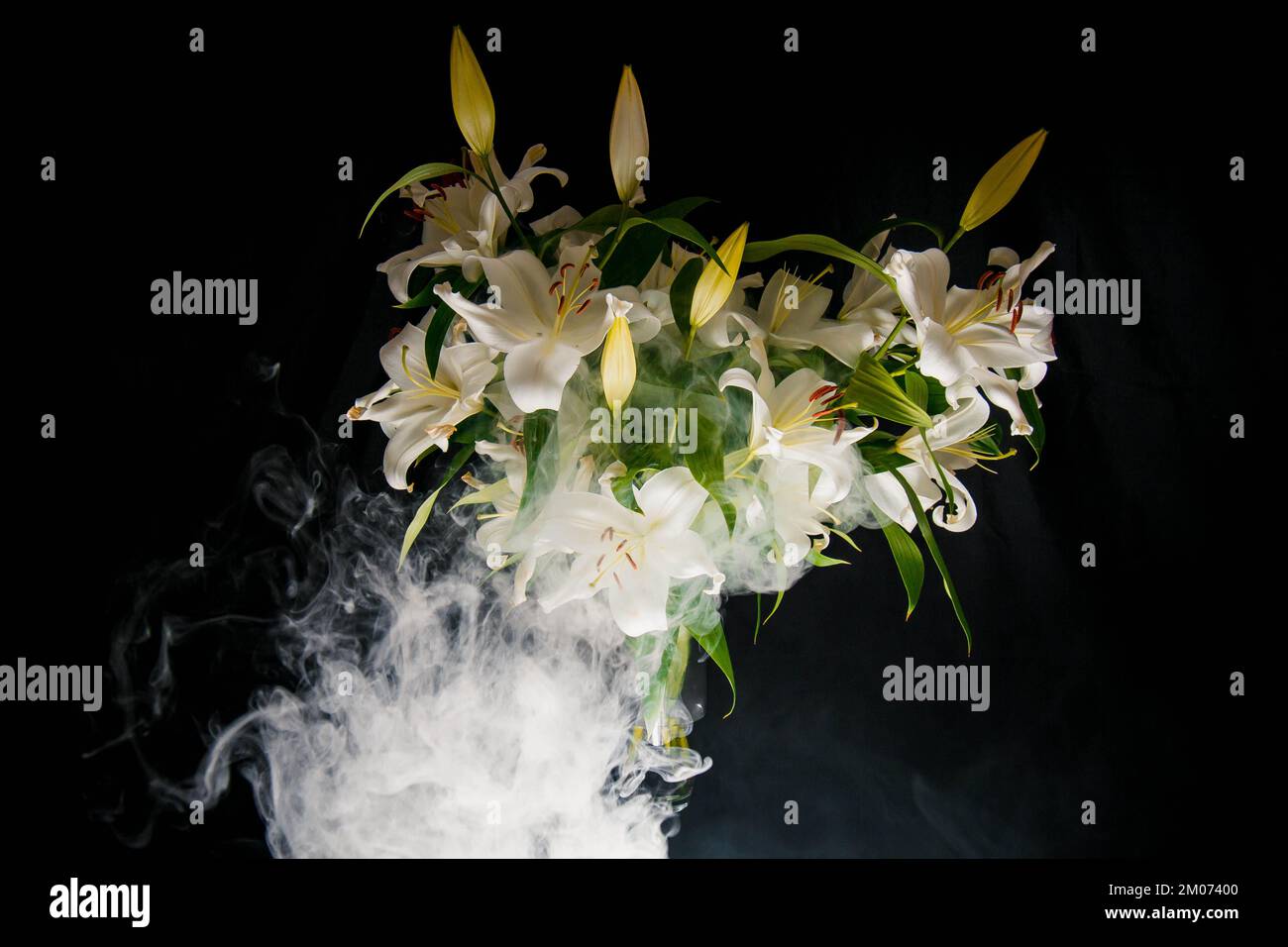 Lily branch in the rays of light on a black background. delicate, white ...