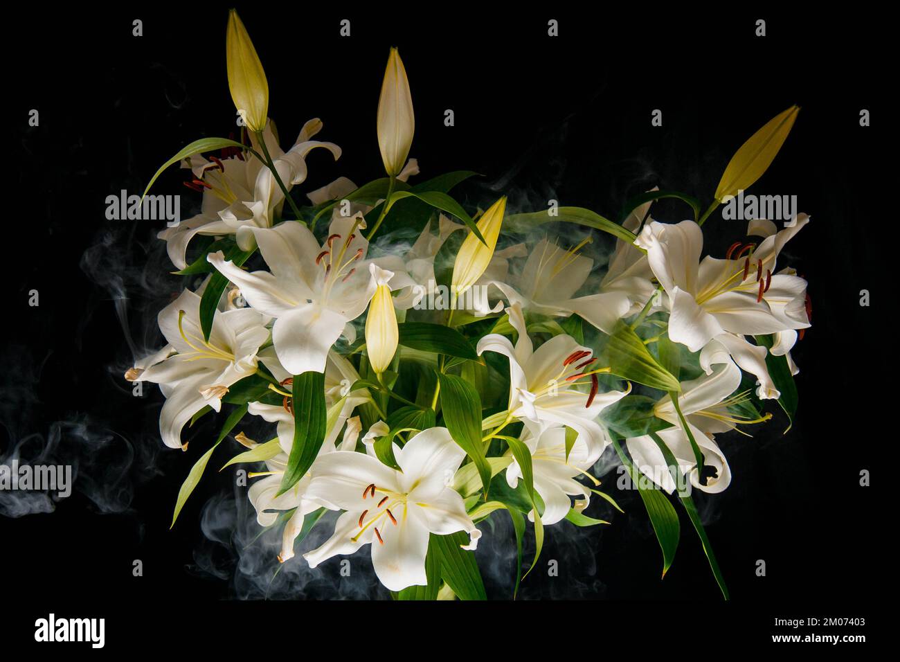 Lily branch in the rays of light on a black background. delicate, white ...