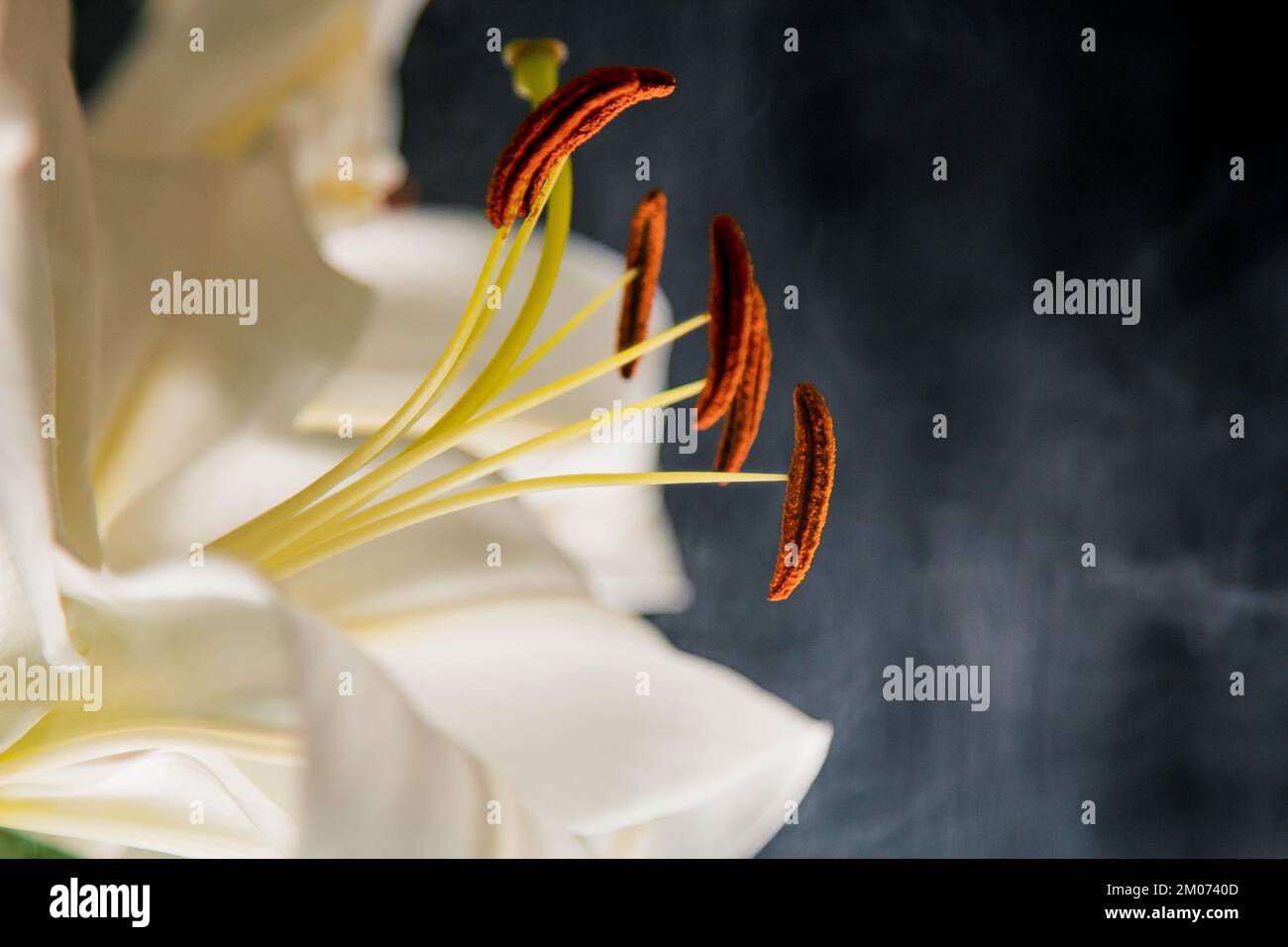 Lily branch close-up in the rays of light on a black background ...