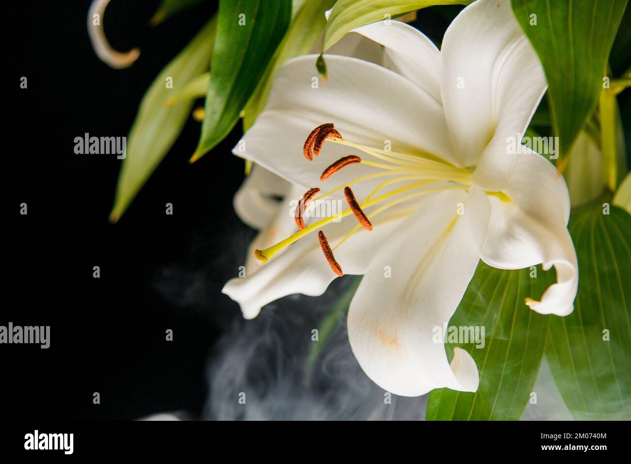 Lily branch close-up in the rays of light on a black background ...