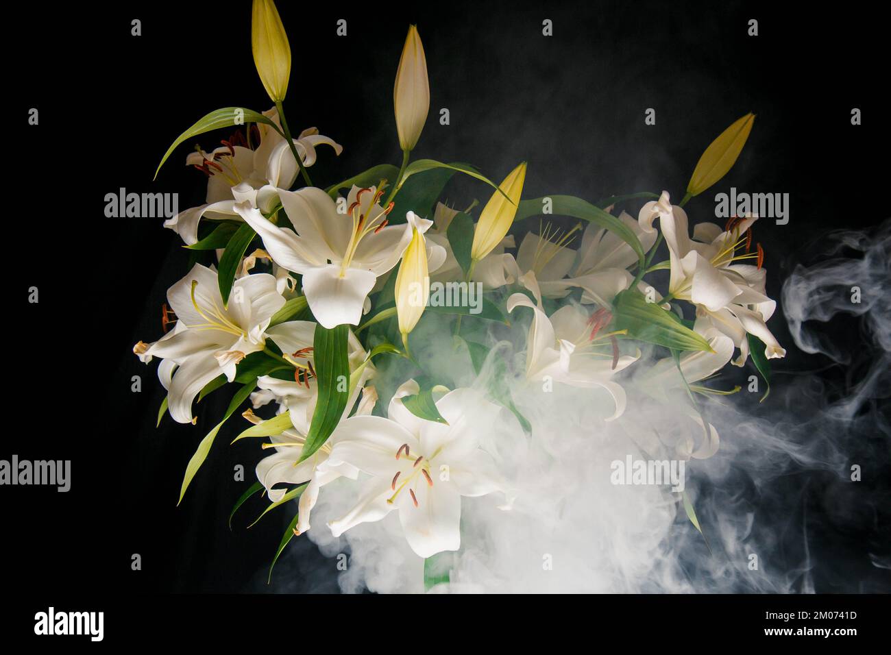 Lily branch in the rays of light on a black background. delicate, white ...