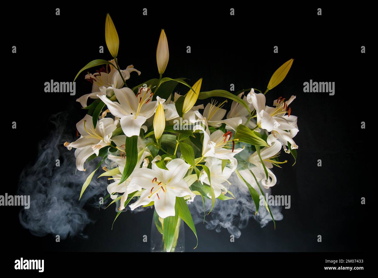 Lily branch in the rays of light on a black background. delicate, white ...