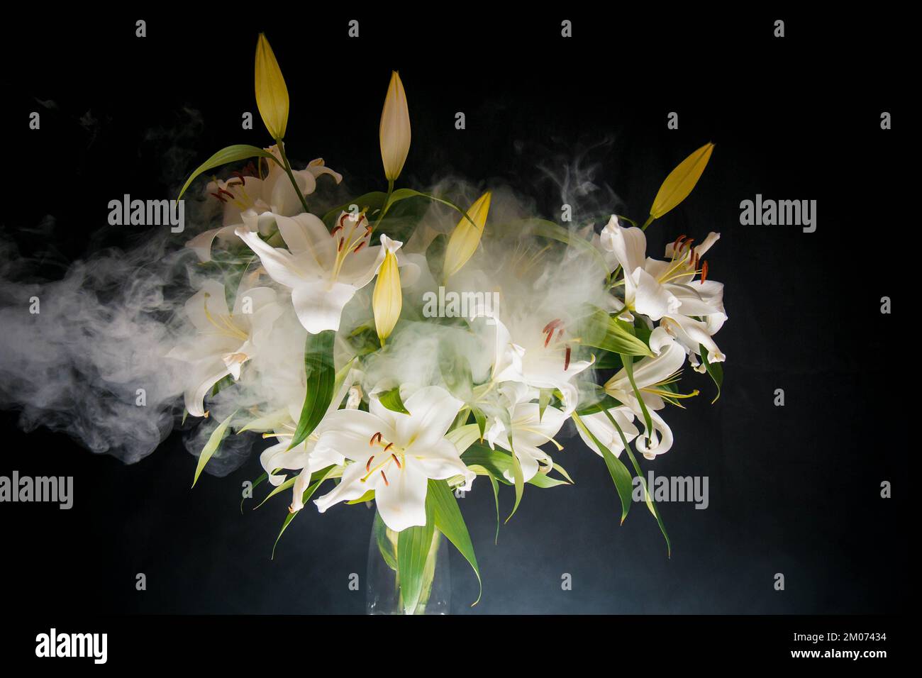 Lily branch in the rays of light on a black background. delicate, white ...