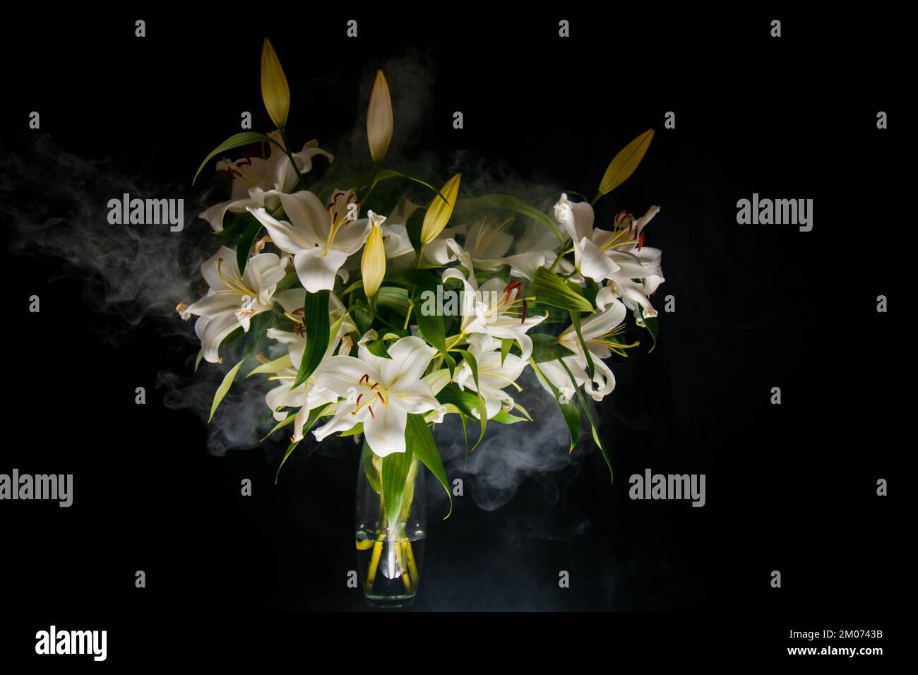 Lily branch in the rays of light on a black background. delicate, white ...