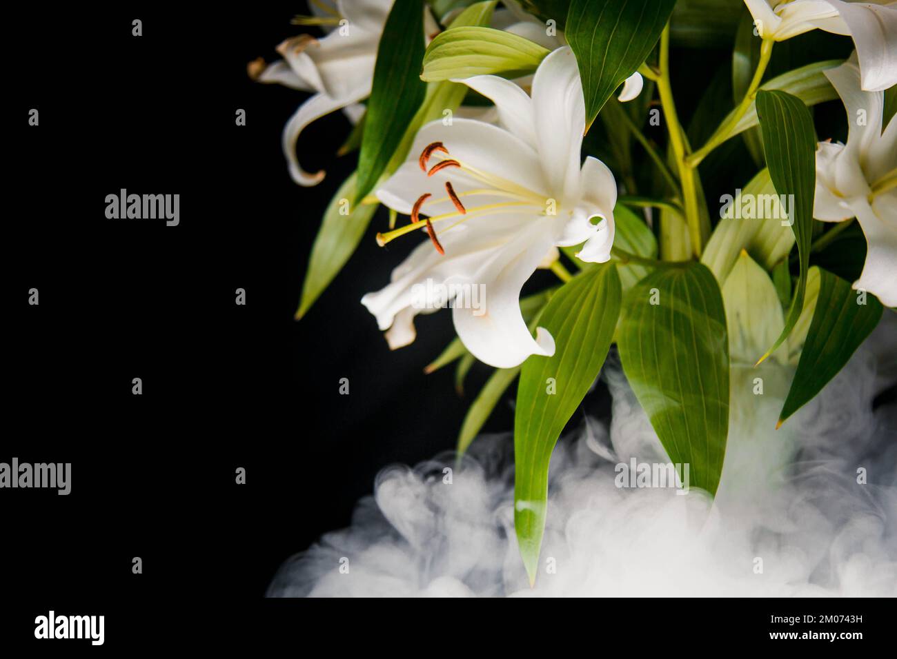 Lily branch in the rays of light on a black background. delicate, white ...
