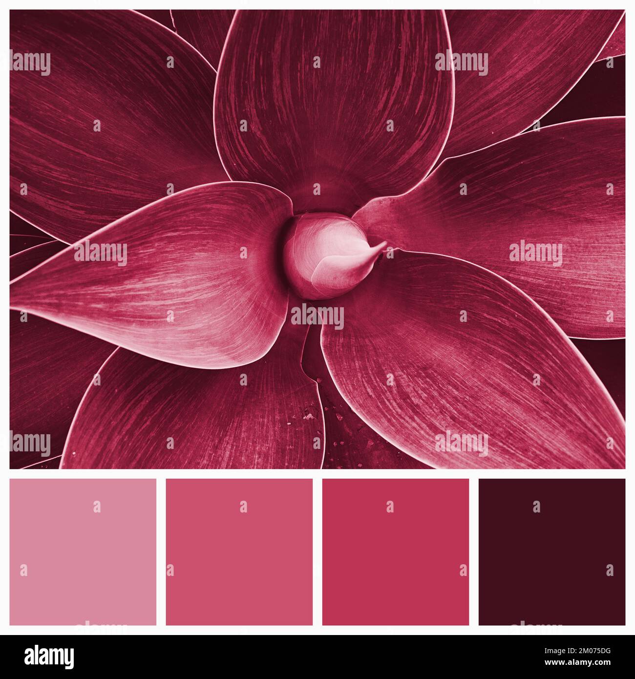 Color palette of agave plants colored by Viva Magenta tone 2023. Trendy ...