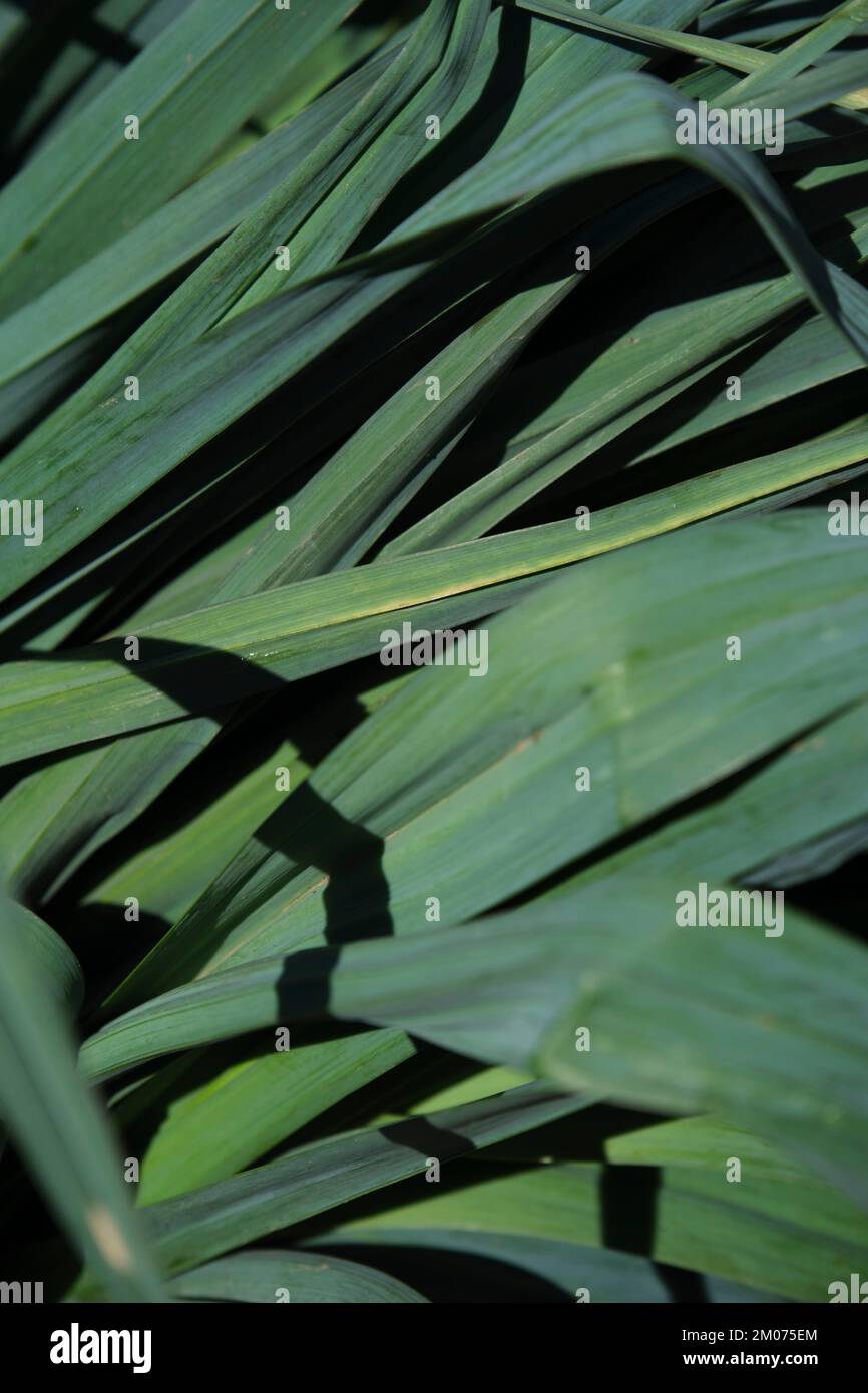 Vegetable green texture, full frame view of fresh agroecological ...