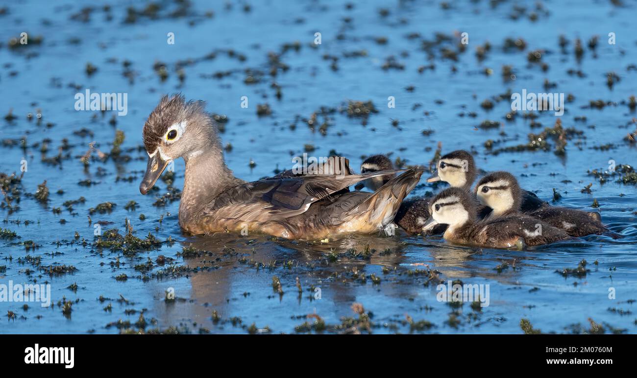 Wood Duck hen (Aix sponsa) with her ducklings., E North America, by ...
