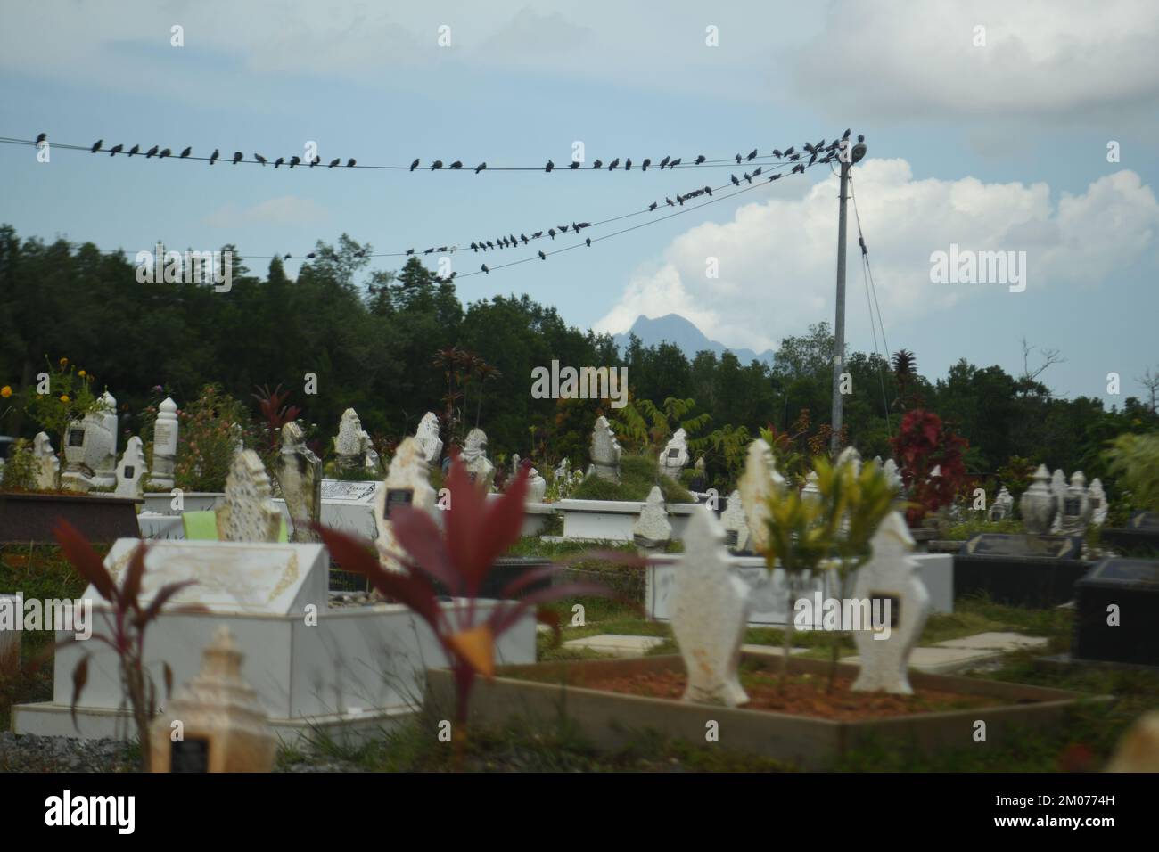 Muslim cemetery with a flock of Rock dove resting on a overhead power ...