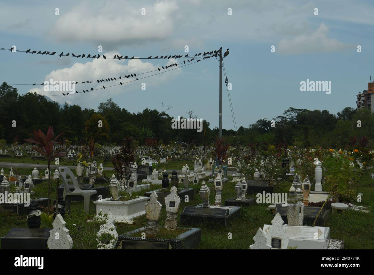 Muslim cemetery with a flock of Rock dove resting on a overhead power ...