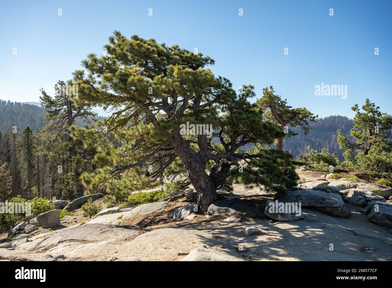 Dwarf Tree Stands At The Top Of A Rocky Mountain In Kings Canyon ...