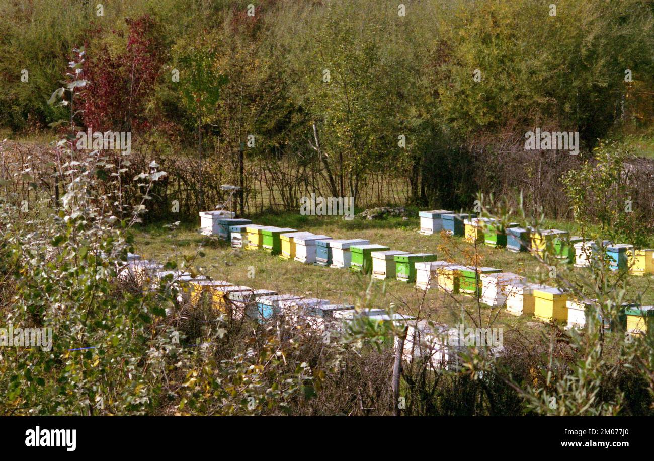 Prahova County, Romania, approx. 2000. Bee hives in the backyard of a ...