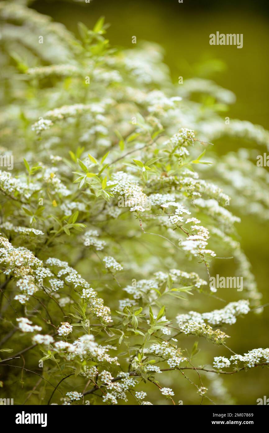 bush outside in the city park Stock Photo - Alamy