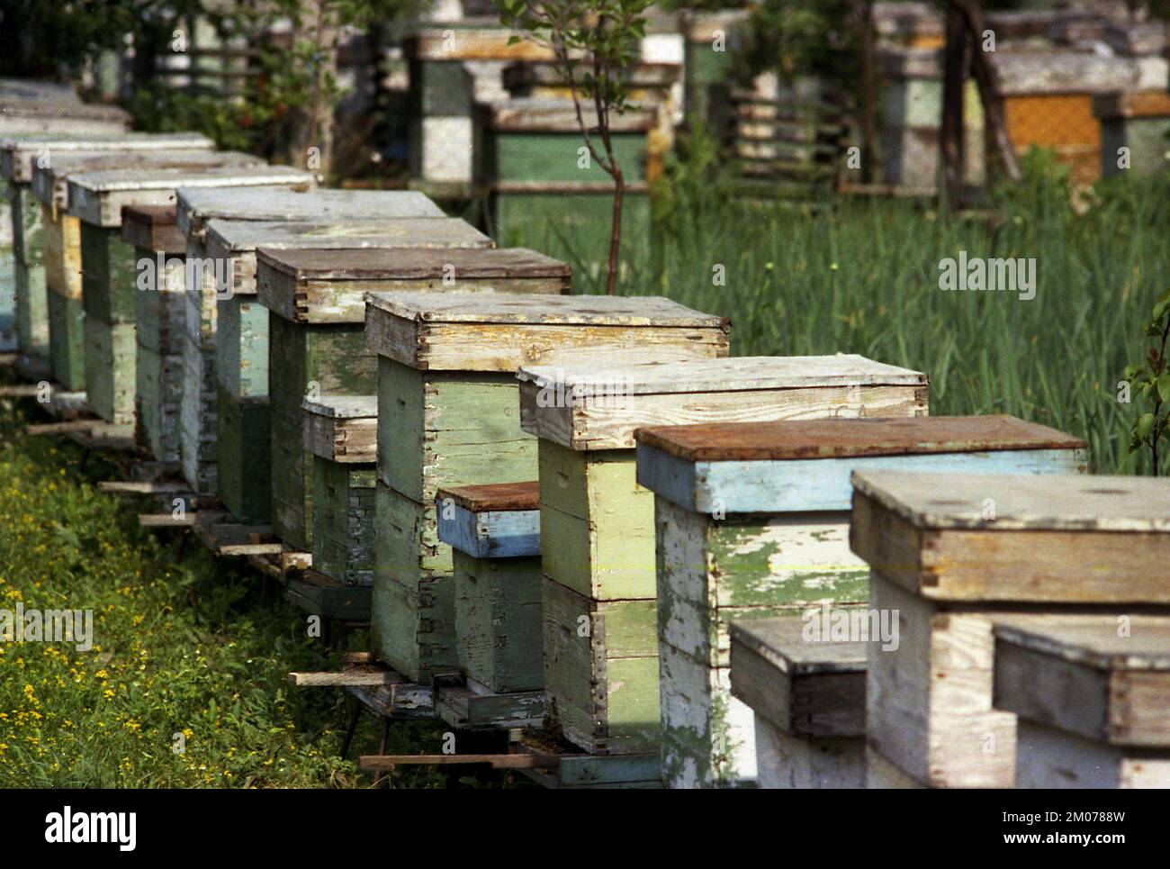 Raising honey bees in the garden hi-res stock photography and images ...