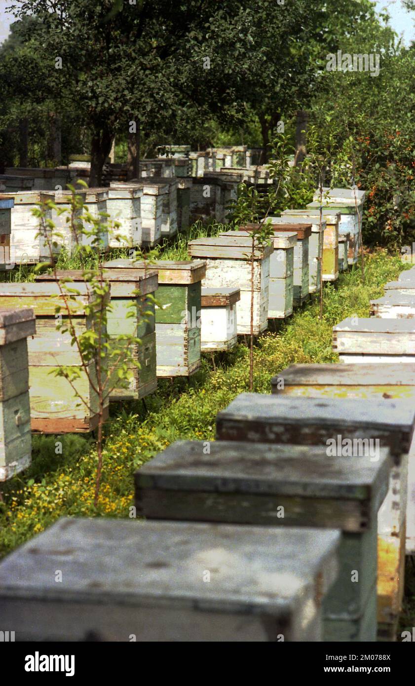 The hives 2000 hi-res stock photography and images - Alamy