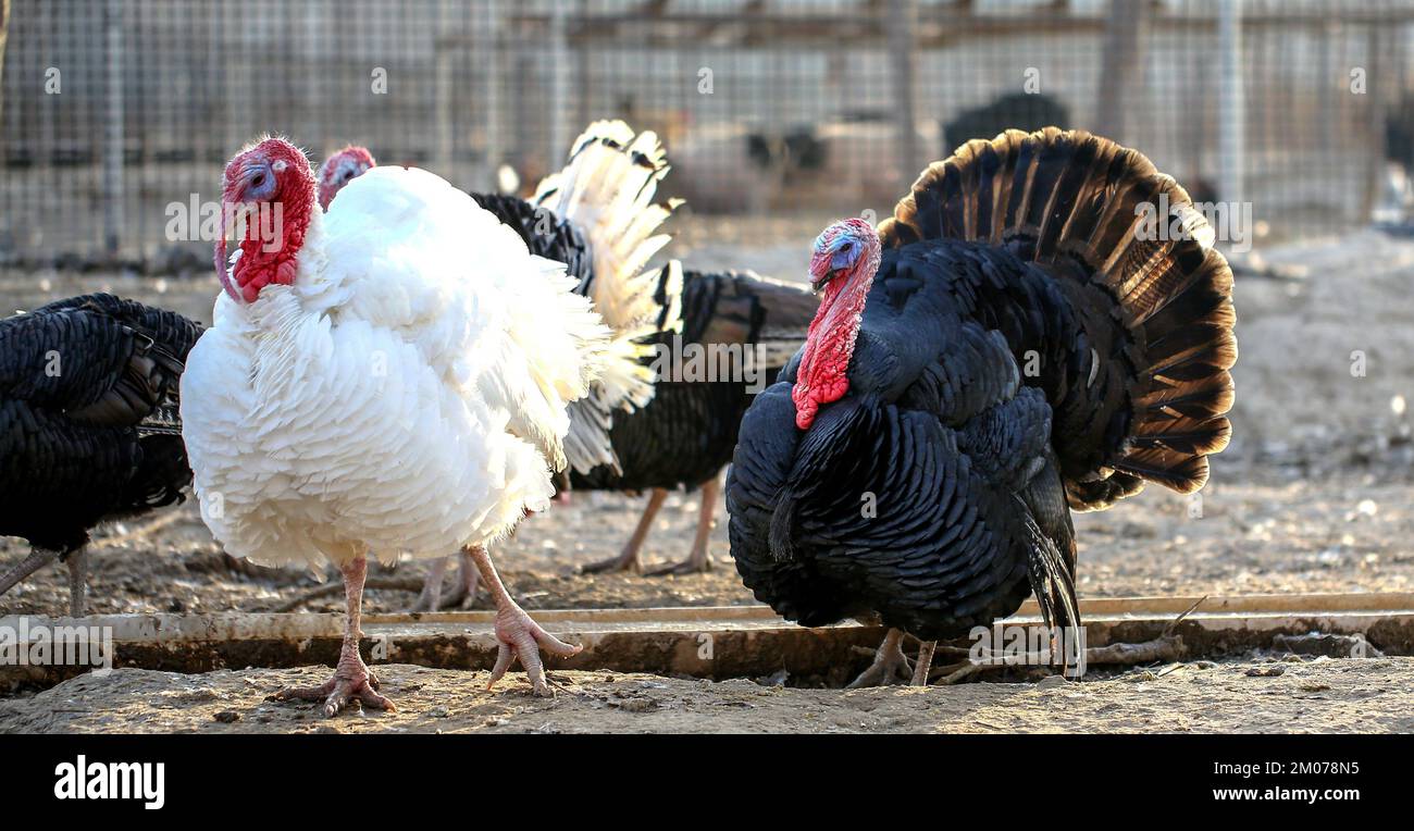 HANDAN, CHINA - DECEMBER 4, 2022 - Chickens are raised at a farm ...