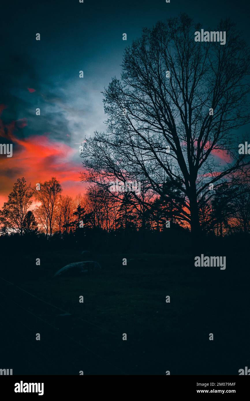 Silhouette trees on field against sky at sunset Stock Photo - Alamy
