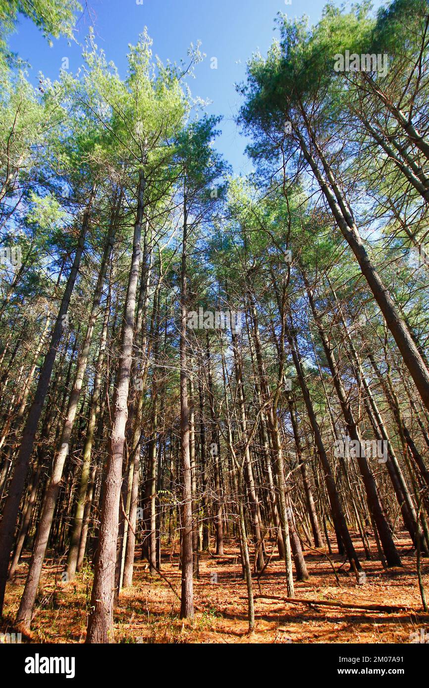 Walnut tree hike hi-res stock photography and images - Alamy