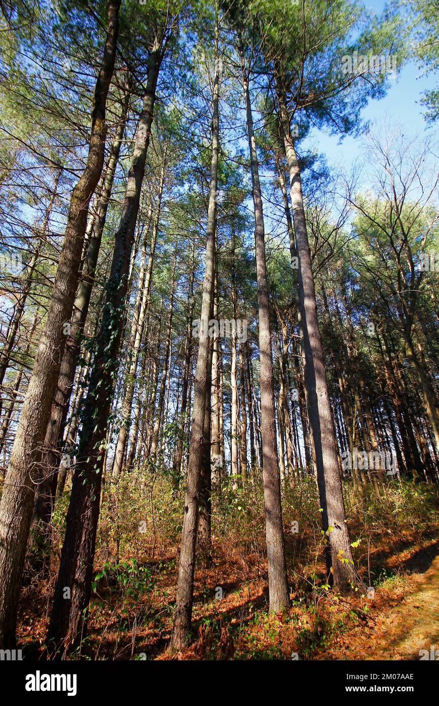 Walnut tree hike hi-res stock photography and images - Alamy