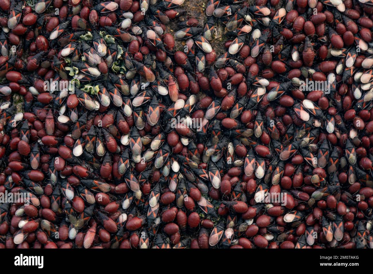 A Lot of small colorful bugs creating background texture scene for ...