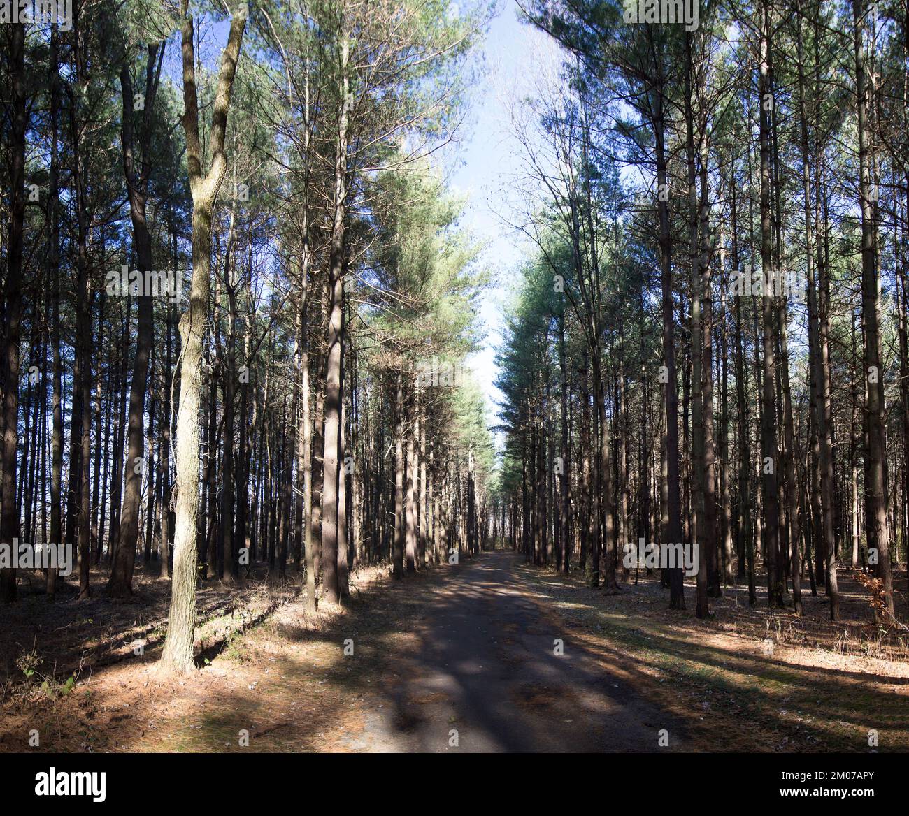 Tall Pines Area, Walnut Woods Metro Park, Groveport, Ohio Stock Photo ...
