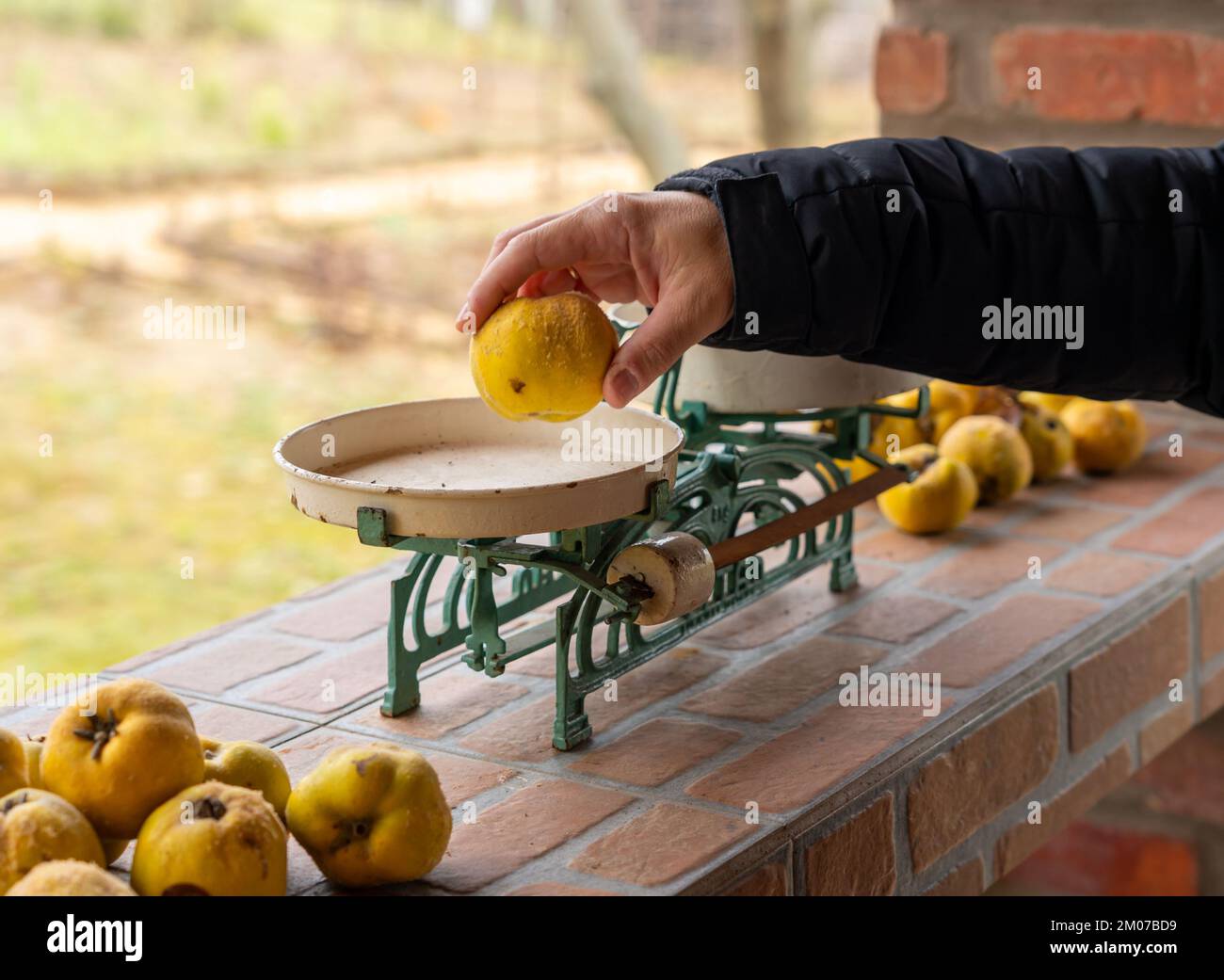 Weighing the harvest of quince on a small vintage scales by a male hand ...
