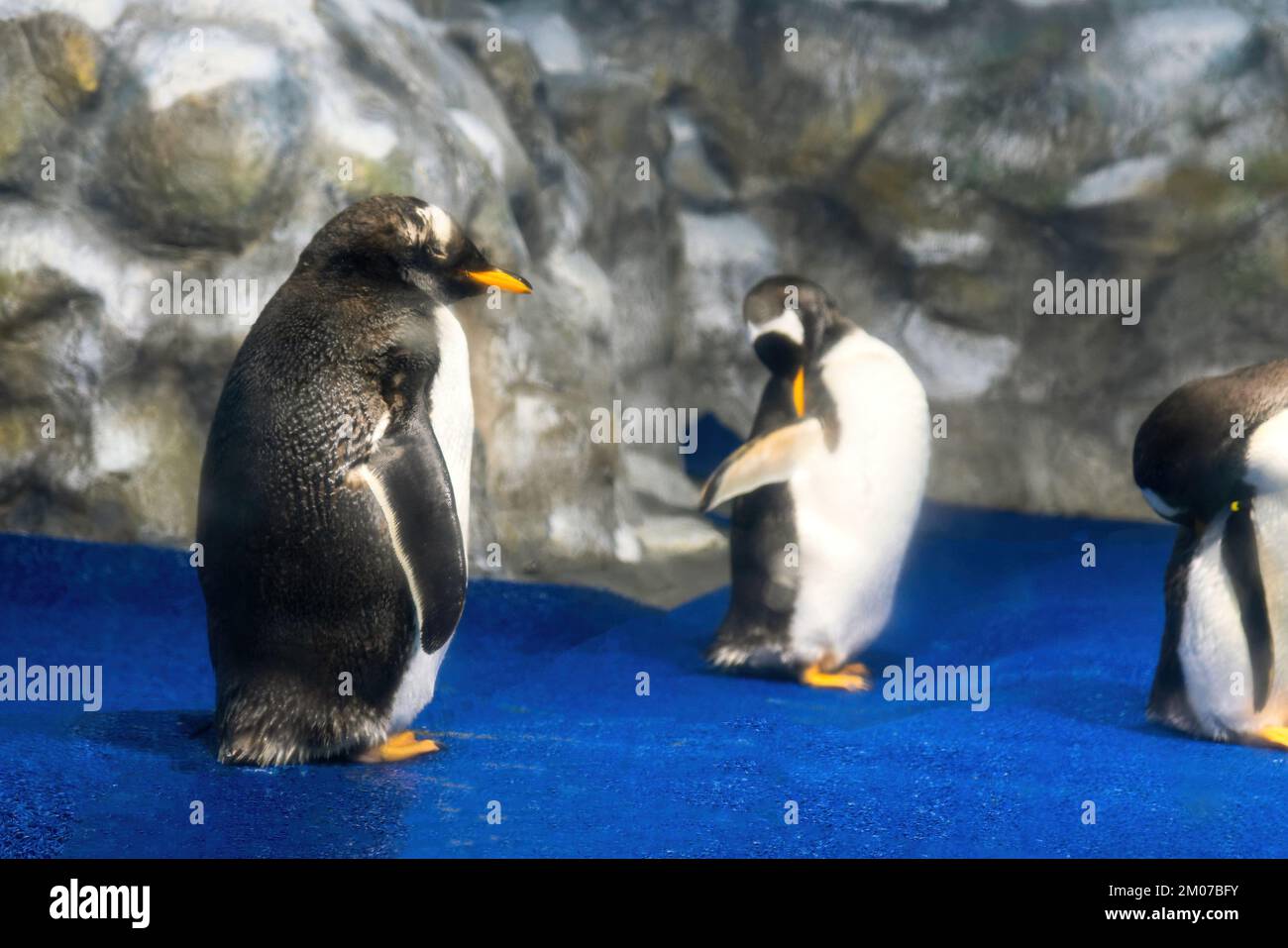 Emperor penguin dive water hi-res stock photography and images - Alamy