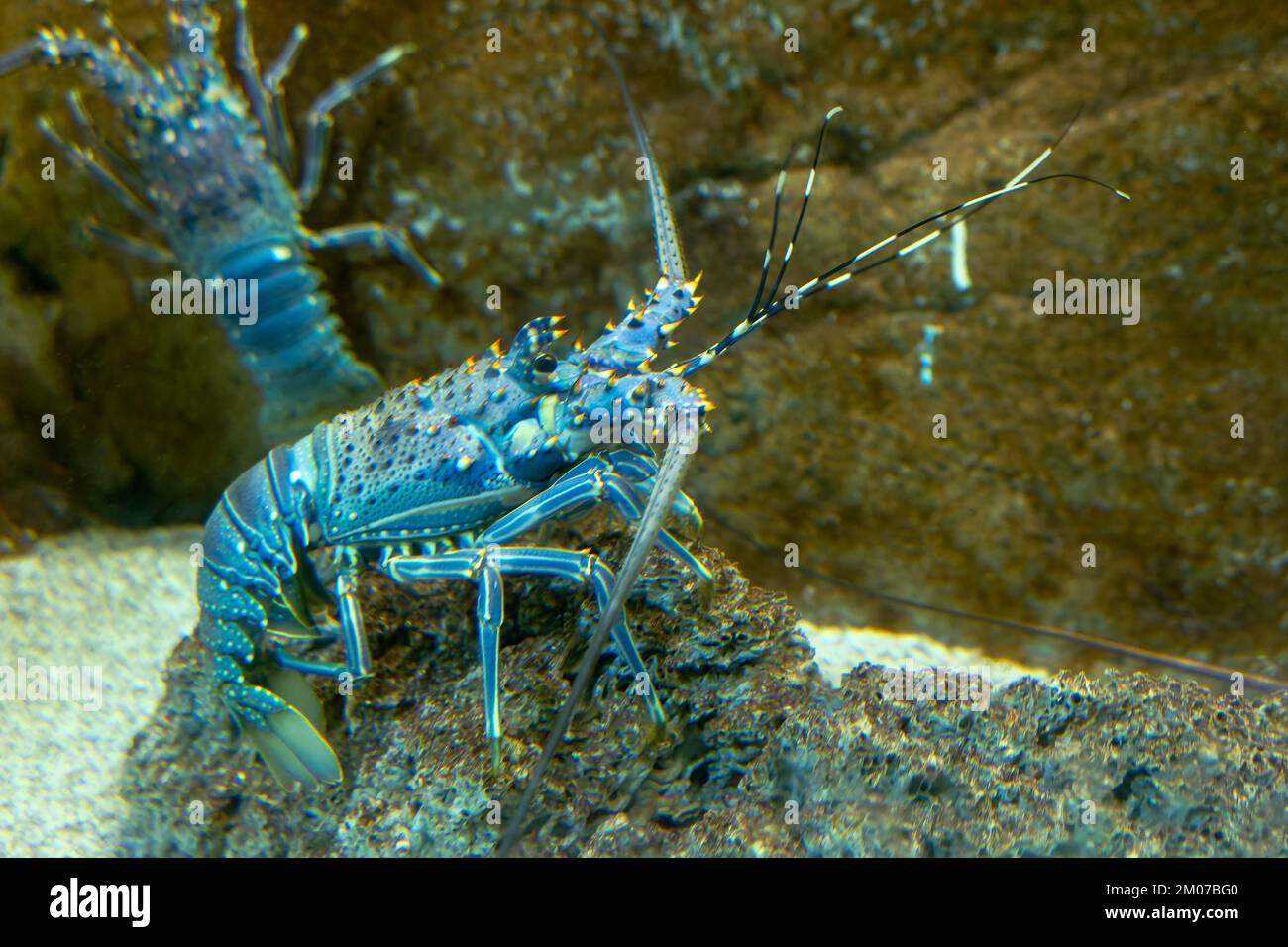 A Blue spiny lobster in aquatic setting Stock Photo - Alamy