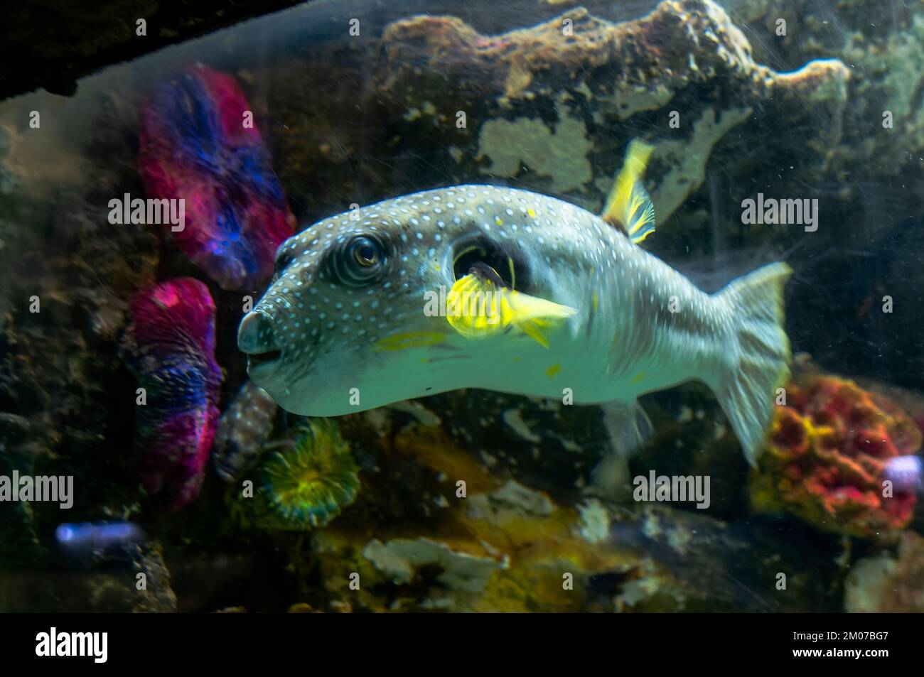 Puffer fish swimming in blue hi-res stock photography and images - Alamy