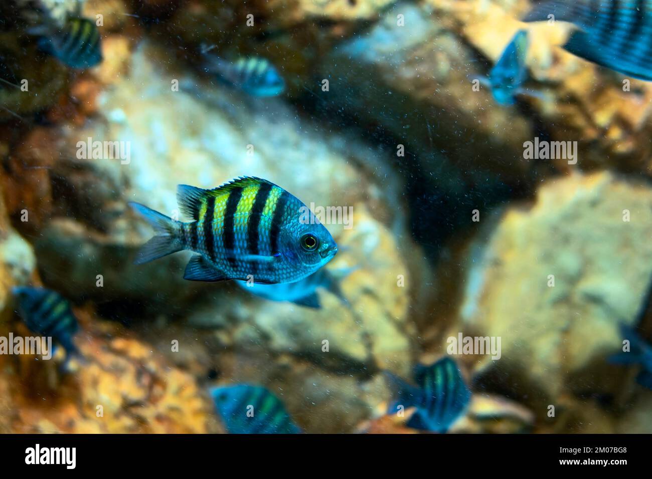 Fish indo pacific sergeant abudefduf hi-res stock photography and ...