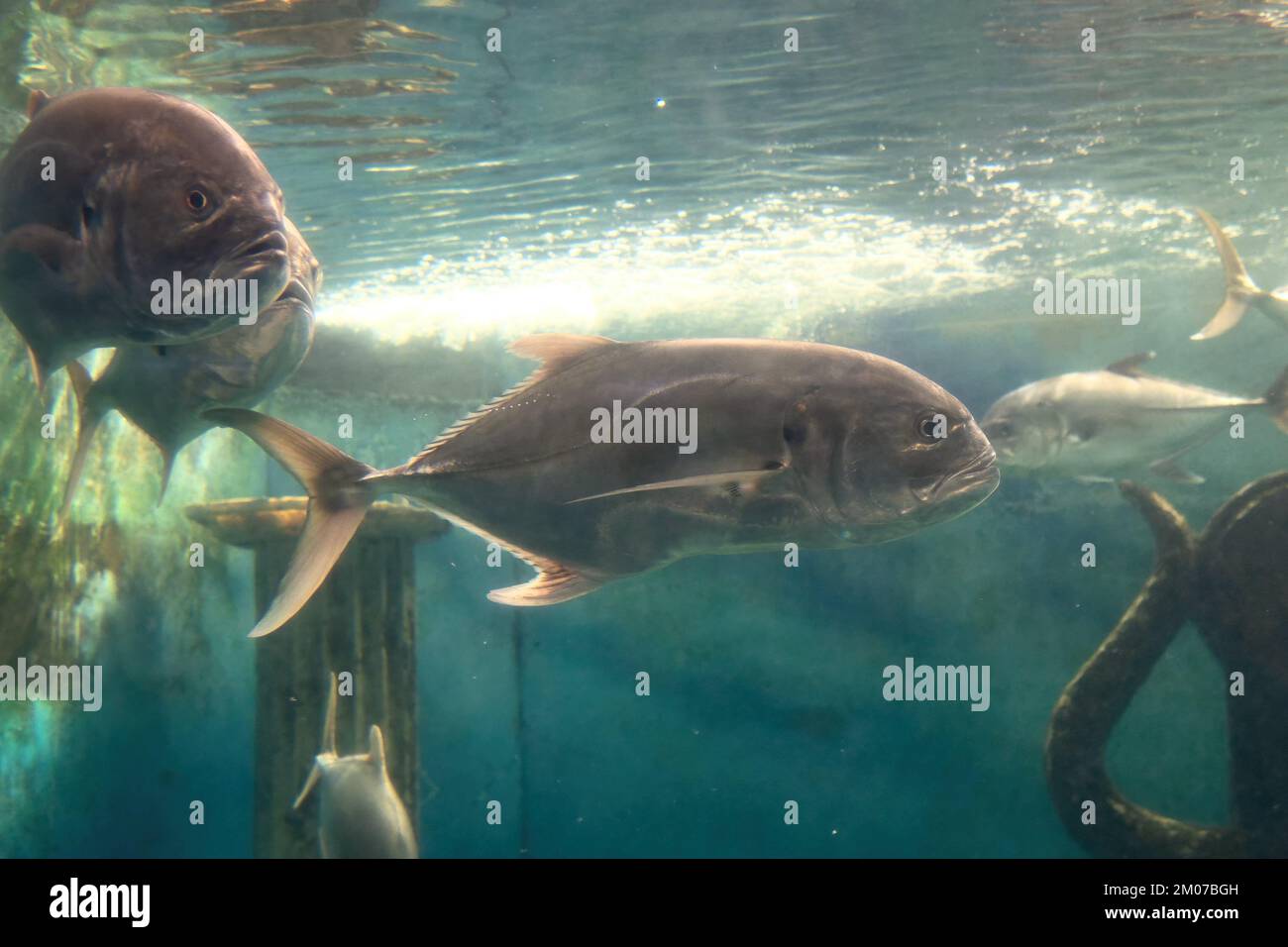 A Caranx caninus Jurel Toro in Pacific Mexico Stock Photo - Alamy