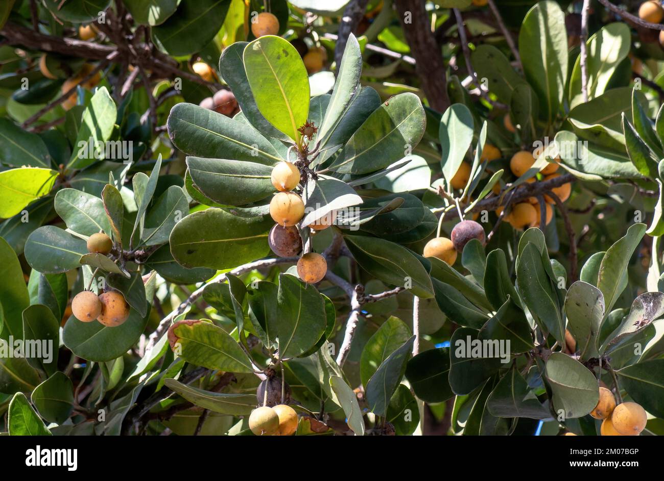 A The fruit of the mimusops plant in mexico Stock Photo - Alamy