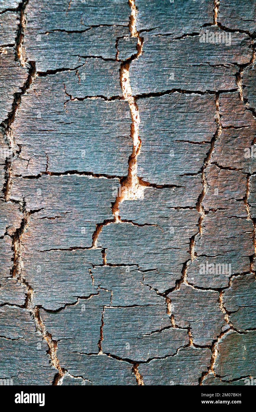 Relief spruce bark texture. Close-up image of tree bark texture ...