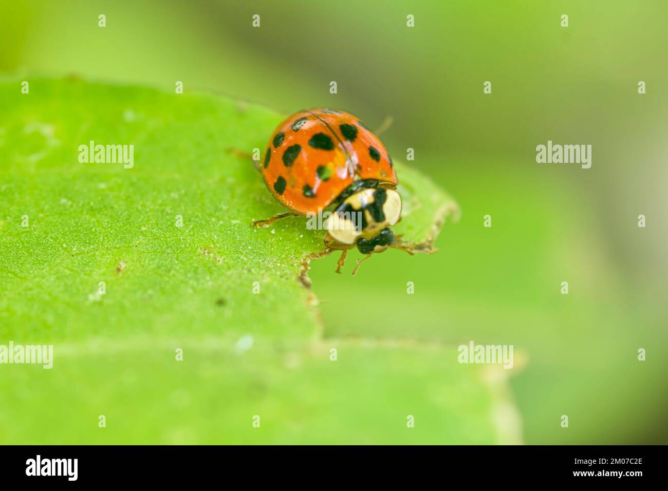 Ladybug eating leaf hi-res stock photography and images - Alamy