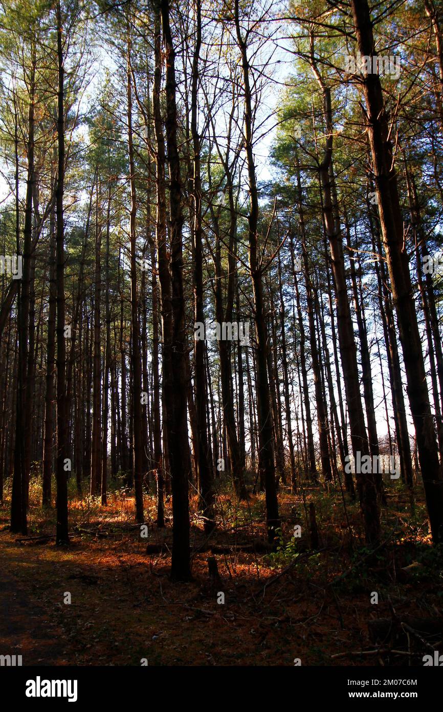 Tall Pines Area, Walnut Woods Metro Park, Groveport, Ohio Stock Photo ...