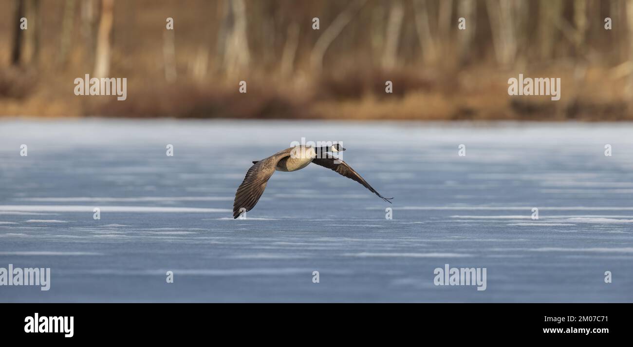 Canada goose flying over water hi-res stock photography and images - Alamy