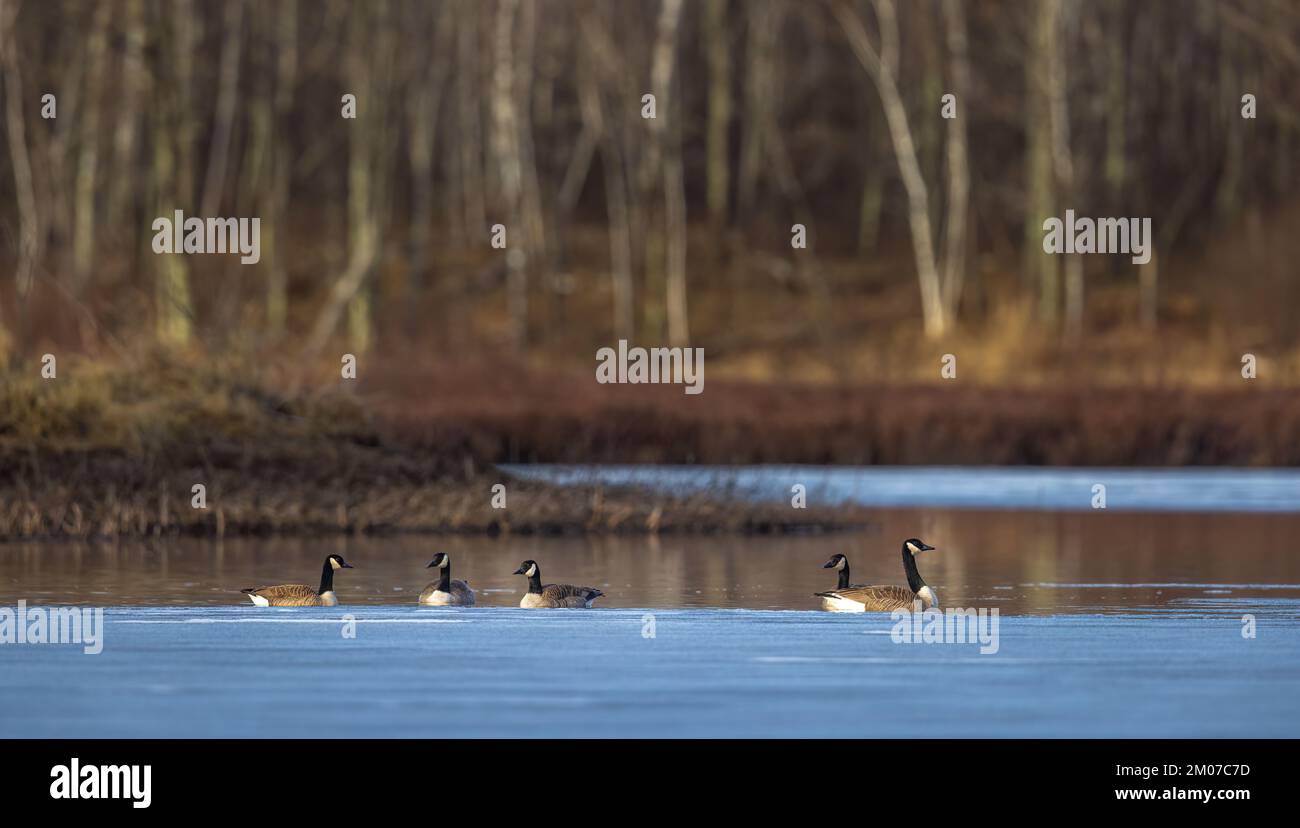 Canada geese swimming in a partially thawed wetland in northern ...