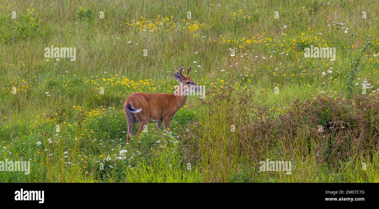 Buck weed hi-res stock photography and images - Alamy
