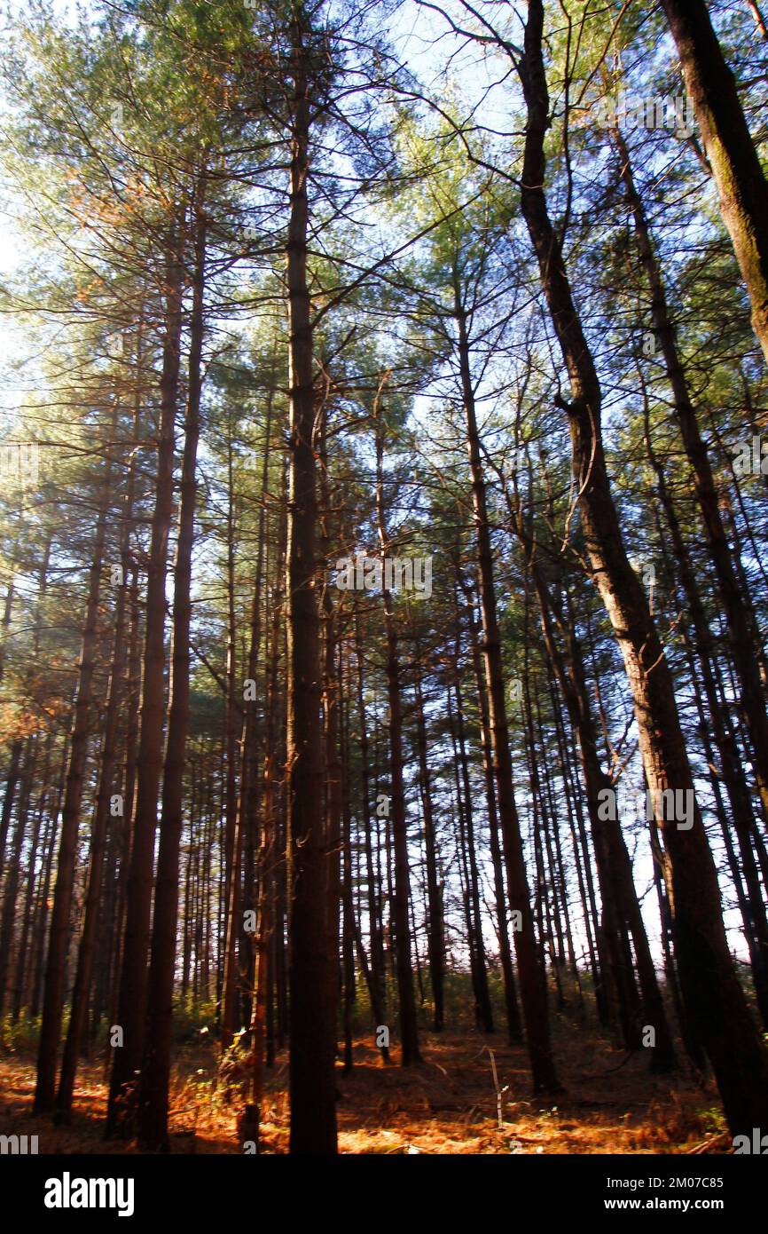 Tall Pines Area, Walnut Woods Metro Park, Groveport, Ohio Stock Photo ...