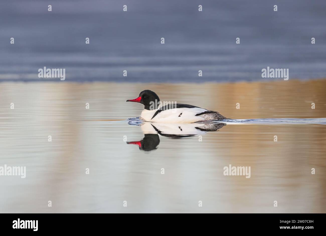 Drake common merganser swimming in a northern Wisconsin wetland Stock ...